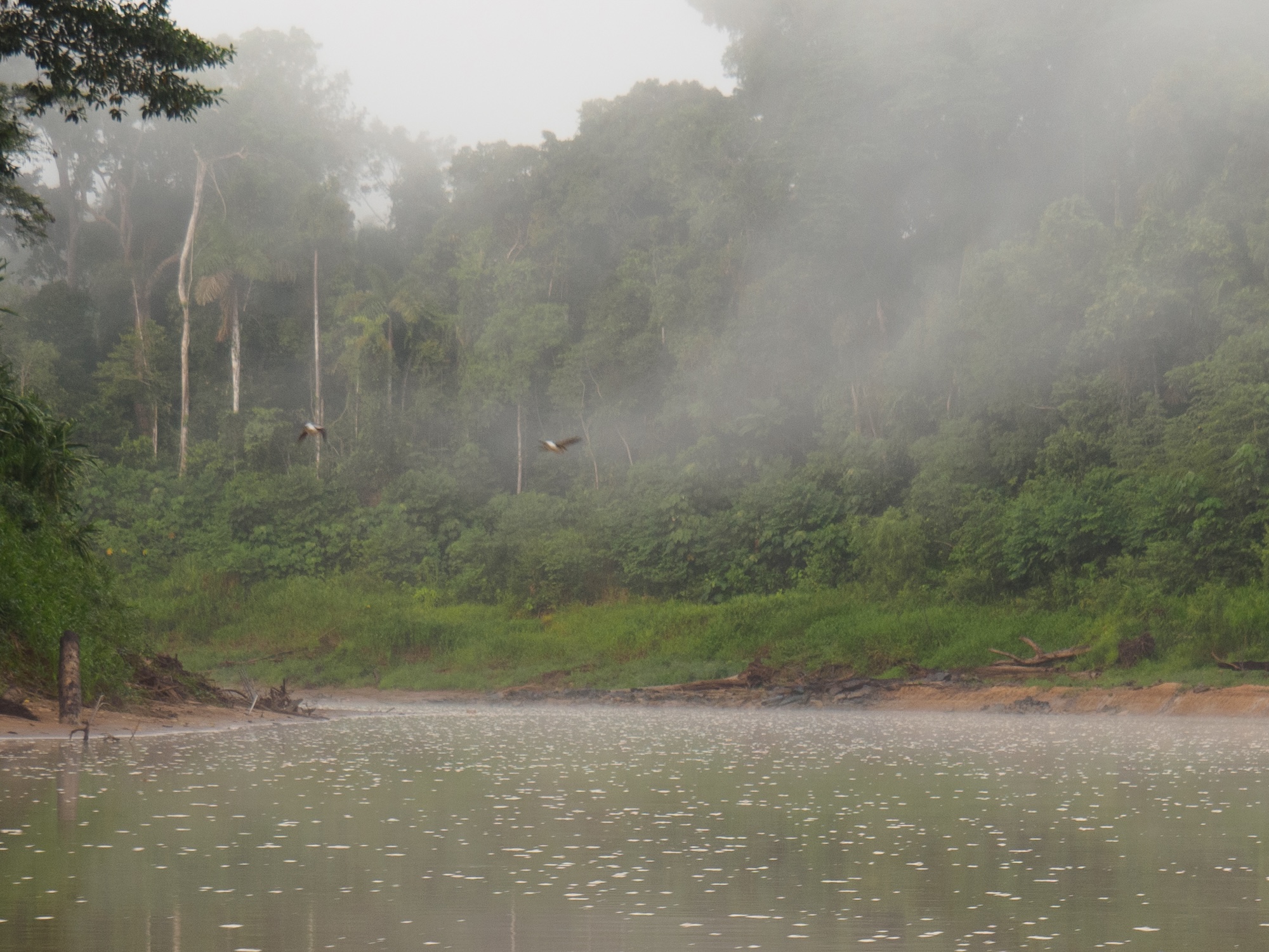 Gold Jewelry or The Amazon Rainforest?