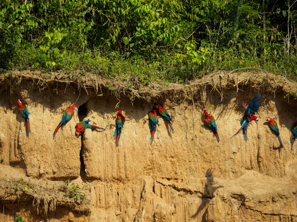 Gold Jewelry or The Amazon Rainforest?